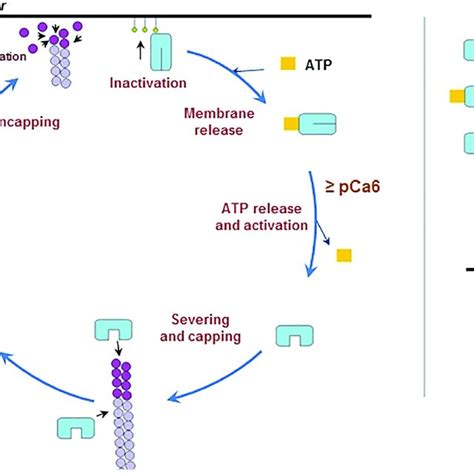 Model Of The Severing Capping Uncapping And Inactivationrelease