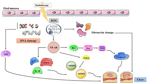 Mucositis Pathophysiology