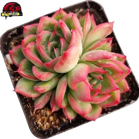 Planta Suculenta Rara Exclusividade E Beleza Únicas Para Seu Jardim
