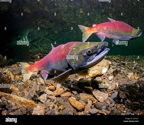 Sockeye Salmon Oncorhynchus Nerka Spawning Pair Just Upstream Of A Culvert In Background In