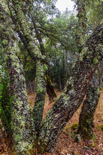 빽빽한 숲 속에 이끼로 뒤덮인 나무 줄기를 클로즈업하여 자연의 복잡한 패턴과 질감을 보여줍니다 0명에 대한 스톡 사진 및 기타 이미지 Istock