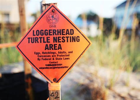 Edisto Beach Edisto Beach Loggerhead Turtle Project