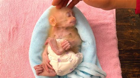 Pin On Bibi Monkey Love Him 🥰