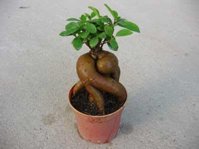 Фикус гинсенг / Ficus ginseng | Фикус, Бонсай растения, Эпифиты