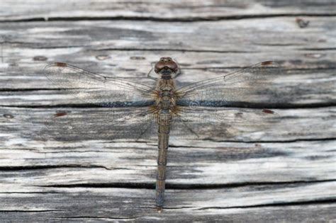 A Dragonfly Sits On A Rotten Piece Of Wood And Basks In The Sun Its
