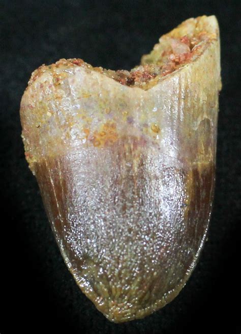 91 Cretaceous Fossil Crocodile Tooth Morocco 26324 For Sale
