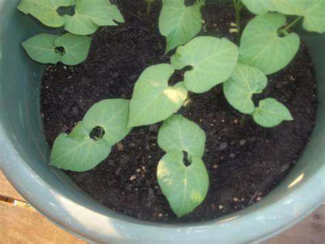 Gardeners Delight String Beans Are Growing Fast