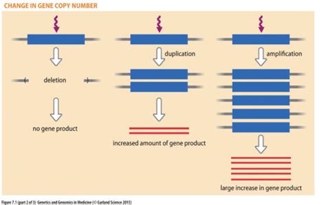 Lecture 10 Human Dna Variants Mutation And Molecular Pathology