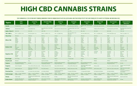 높은 Cbd 대마초 는 수평 인포 그래픽을 균주 수용체에 대한 스톡 벡터 아트 및 기타 이미지 수용체 칸나비디올 Thc