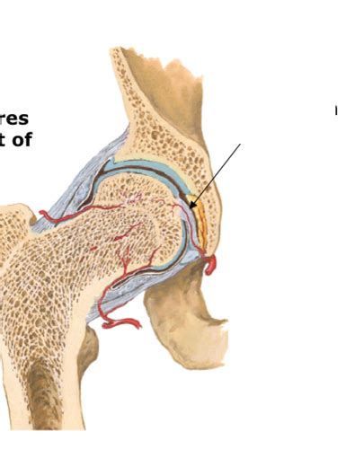 Joint Classification Types Movement Flashcards Quizlet