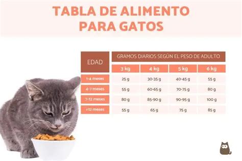 Cuánto debe comer un gato adulto para una alimentación sana Mascotas