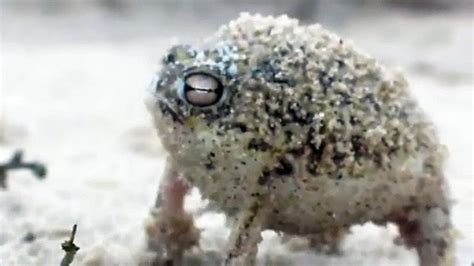 The Unexpected Sound Of The Desert Rain Frog Natures Cutest Scream