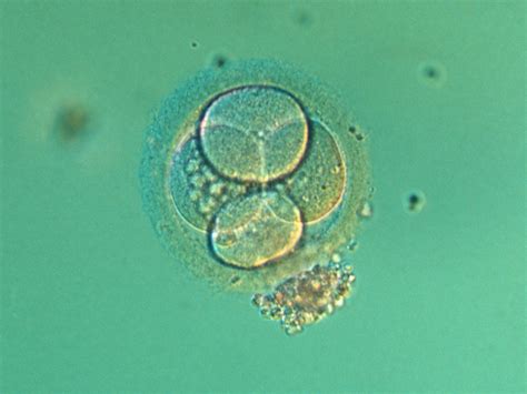 Kuow Controversial New Guidelines Would Allow Experiments On More