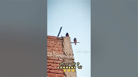 Maina Birds Shorts Birds Viral Vlog Wildlife Maina Chidiya Recipe Blog Youtube