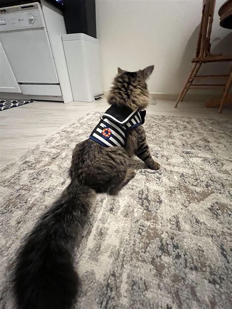 My Son Rumo ⛵️his Tail Keeps Growing Rbottlebrush