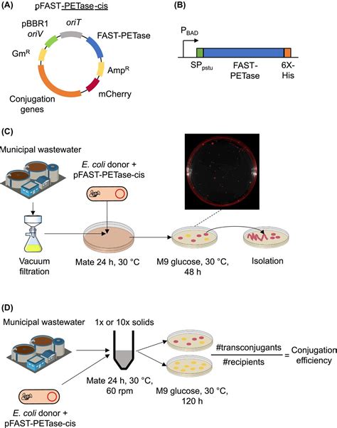 Engineered Bacteria Break Down Microplastics In Wastewater