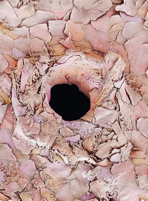 Microscopic Human Skin