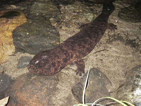 Japanese Giant Salamander