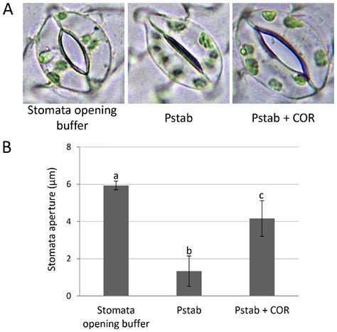 Coronatine Inhibits Stomatal Closure And Delays Hypersensitive Response