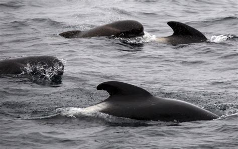 pilot whales show possible orca mimicking repertoire scientific american