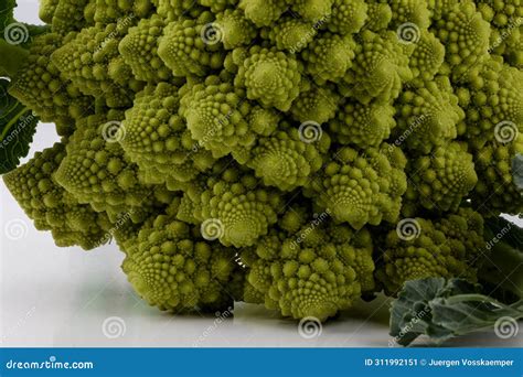 A Biological Example Of Fibonacci Spirals And Fractals In Nature Using