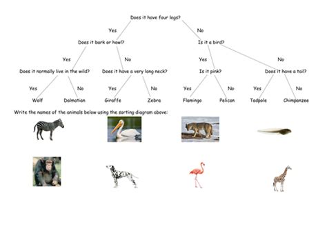Using Sorting Branch Diagrams Full Lesson Teaching Resources Using Sorting Branch Diagrams Full Lesson Teaching Resources