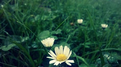 Rosa 1 Antonio Kajić Plants Photo Rosa