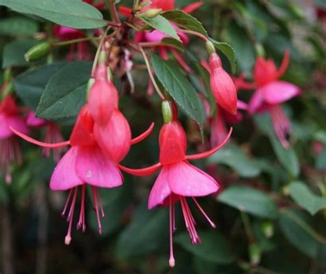 Fuchsia Thymifolia Thyme Leaved Fuchsia Growth And Care Guide