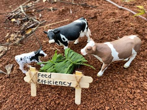 Feedlot Mastery Unleashing The Secrets Of Efficient Cattle Management Feed Efficiency Stock