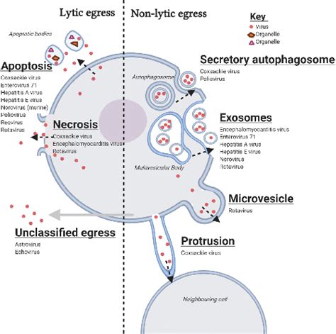 Enveloped Rna Virus