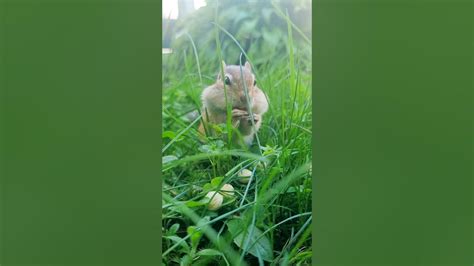 Chippy Is Back Youtube