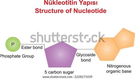 1 Imágenes De Fosfat Bağ Imágenes Fotos Y Vectores De Stock Shutterstock