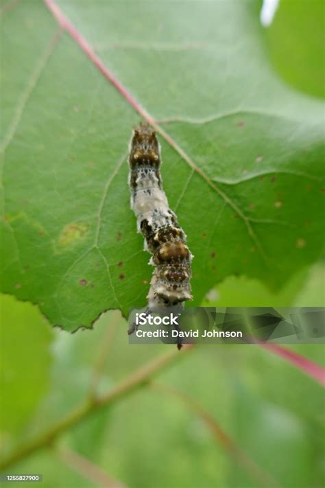 Viceroy Butterfly Caterpillar
