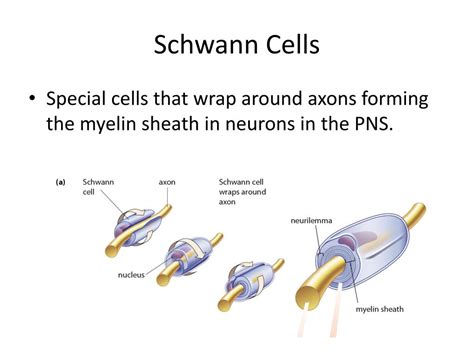 Ppt Pns Powerpoint Presentation Free Download Id2433737
