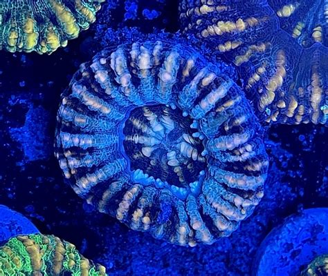 Master Button Scoly Reef2reef