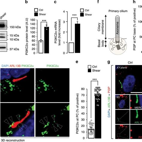 Shear Stress Induces Pi3kc2α Expression And A Local Pool Of Pi3p At The Download Scientific