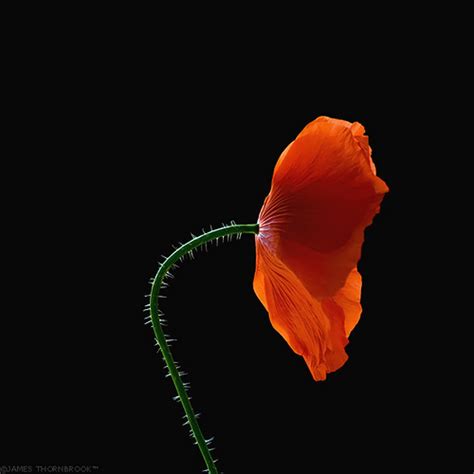 Artist Spotlight James Thornbrook