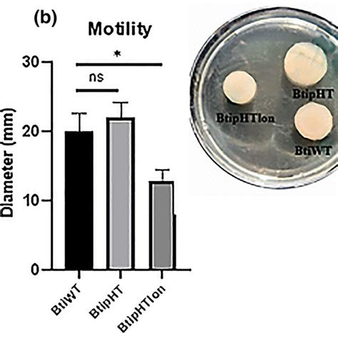 Spore Count Motility And Biofilm Assay Of Bti Strains A Spore Count