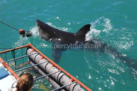 Great White Shark Cage Diving Hermanus Gansbaai Cape Town