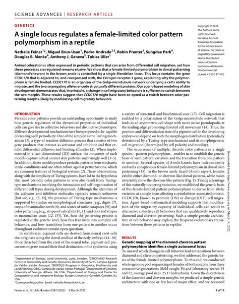 Pdf A Single Locus Regulates A Female Limited Color Pattern Polymorphism In A Reptile