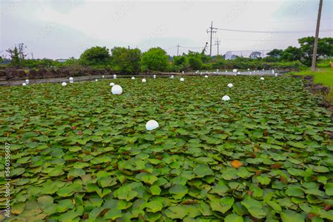 대한민국 제주도에 있는 조록물이라 부르는 연못의 아름다운 풍경이다 스톡 사진 Adobe Stock
