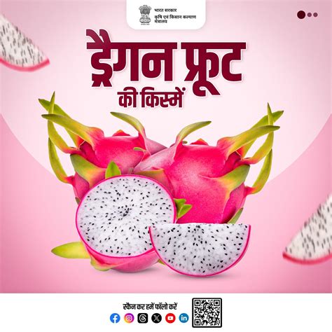 ड्रैगन फ्रूट ख़ास क्यों 👉 लाल और सफेद ड्रैगन फल की खेती किसानों के बीच बहुत लोकप्रिय है। लाल