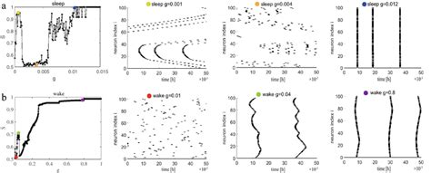 Synchronization Diagrams Of The Coupled Neurons In Ring Shaped Regular