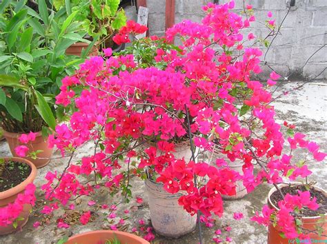 Bayindir Ekd Yari Begonvil Sarma Bougainvillea Glabra Sar L C T Rman C Bitkiler