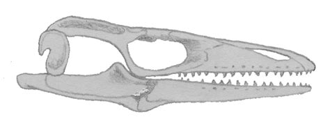 Aigialosaurus Fossil Wiki Fandom