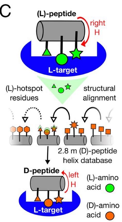 Hot Spot Residues For Receptor Binding LifeTein Peptide Blog