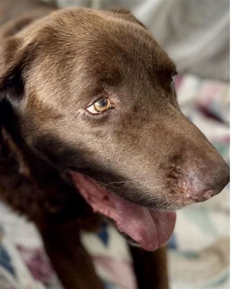 Elmo 2 Cincinnati Lab Rescue