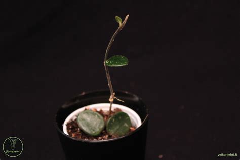 Hoya Mathilde Veikonlehtifi