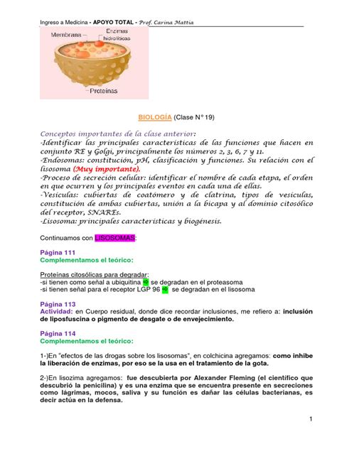 Clase N 19 Pdf Lisosoma Trifosfato De Adenosina