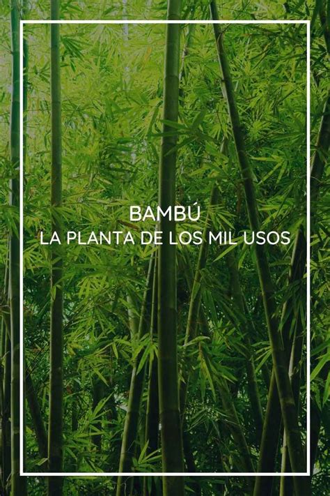 Apertura Venezuela Bambú Todo Lo Que Debes Saber De La Planta De Los